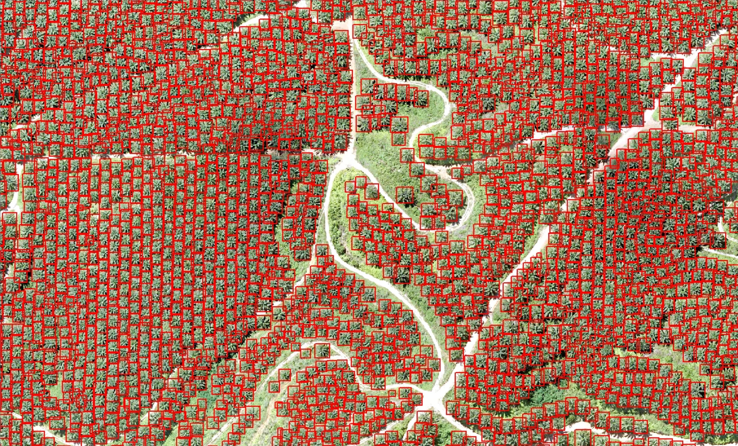 object detection model for palms counting